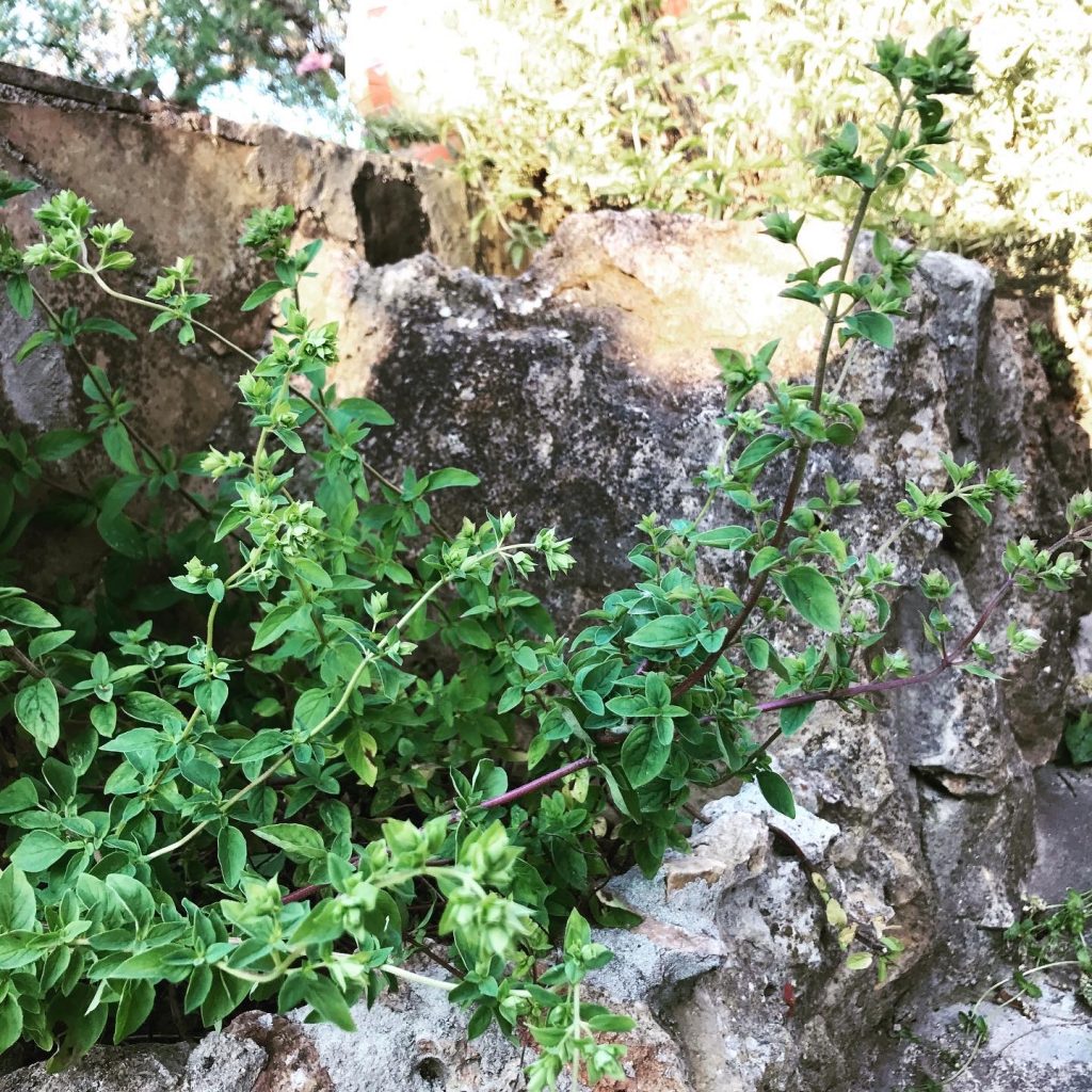 El orégano, la planta aromática alegre - ESSENCIALIS